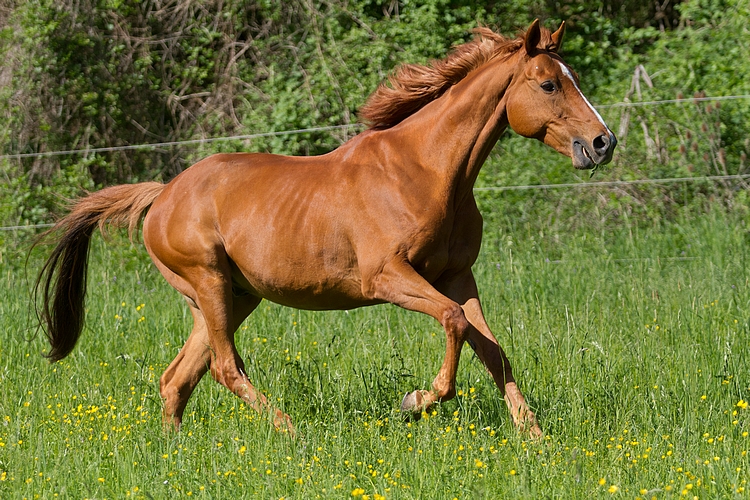 Zeigt her eure Füchse *g* (fuchsfarbene-pferde) - Seite 179