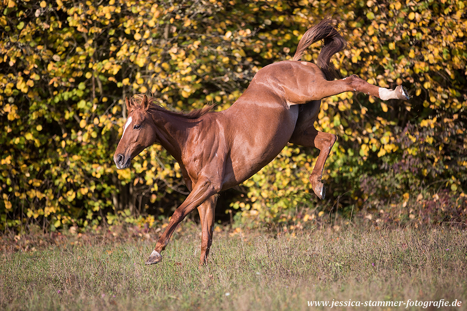 Zeigt her eure Füchse *g* (fuchsfarbene-pferde) - Forum Pferd.de