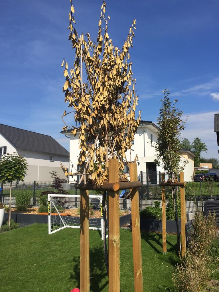 Wintergrüne Ölweide spalierbaum - Garten: Gartenforum.de