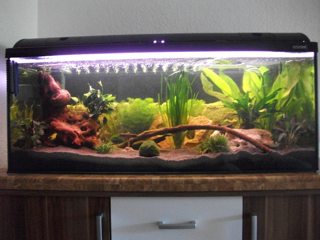 einrichtung 160l Aquarium - Aquarium Forum