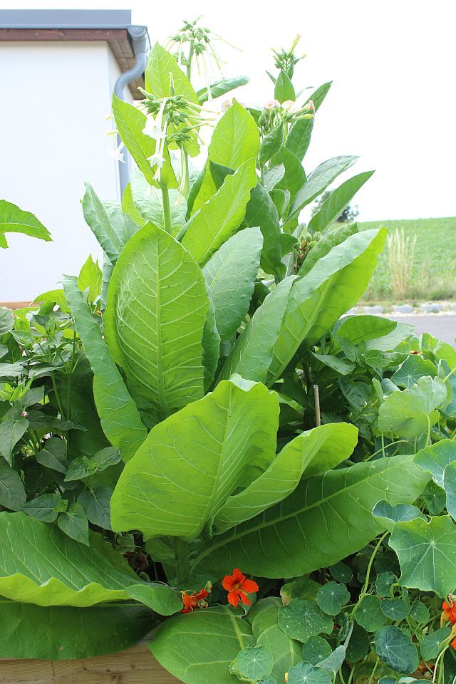 Tabakpflanze unterschiedliche Blätter? - Garten: Gartenforum.de