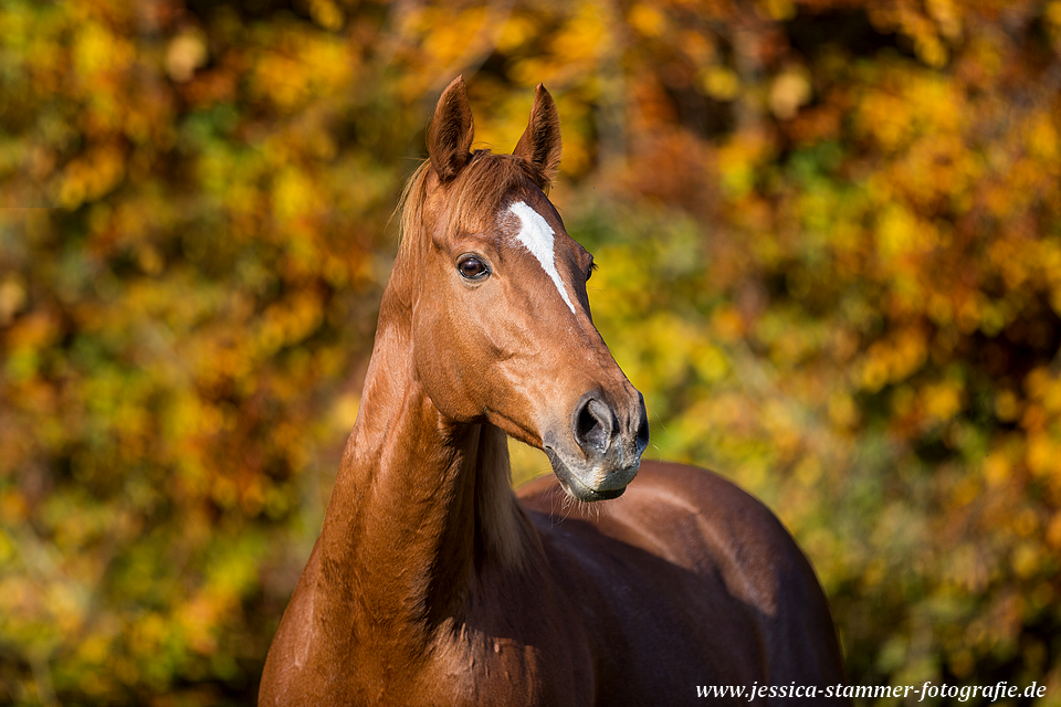 Zeigt her eure Füchse *g* (fuchsfarbene-pferde) - Forum Pferd.de