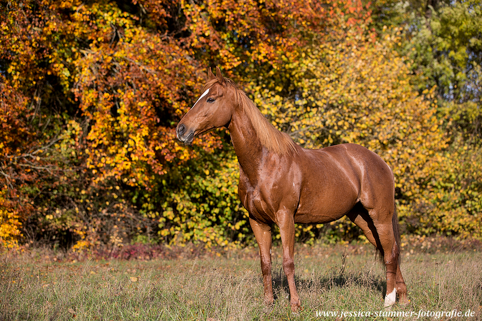 Zeigt her eure Füchse *g* (fuchsfarbene-pferde) - Forum Pferd.de