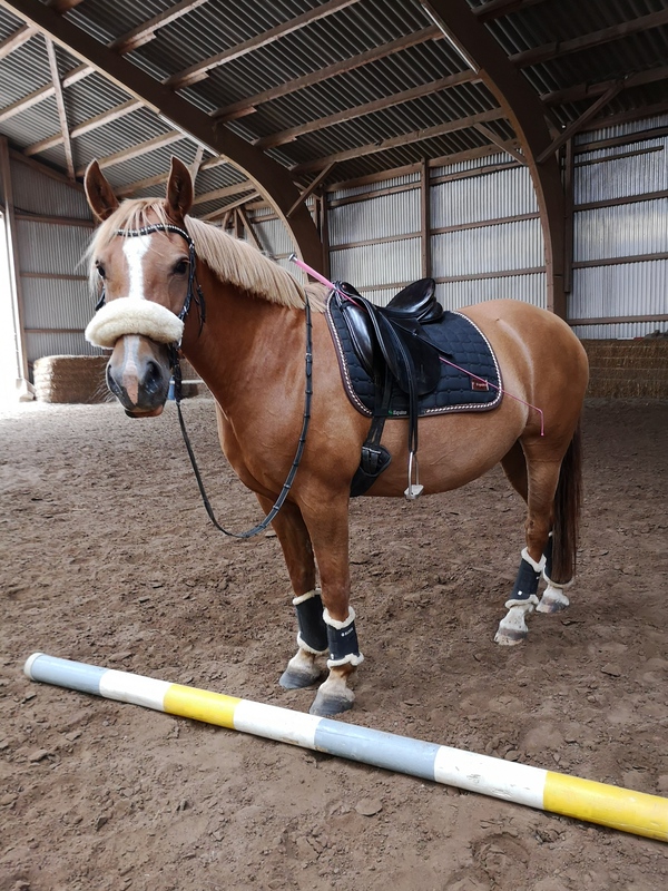 Zeigt her eure Füchse *g* (fuchsfarbene-pferde) - Forum Pferd.de
