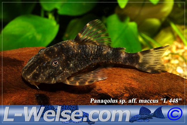 Welse Putzerfisch bestimmung - Aquarium Forum